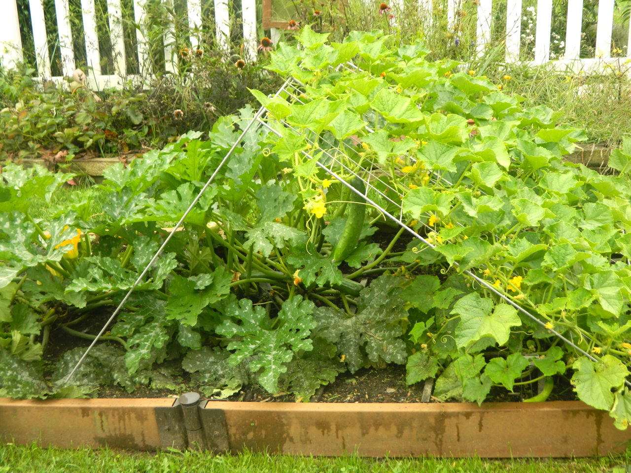 Pam's English Cottage Garden: The Kitchen Garden