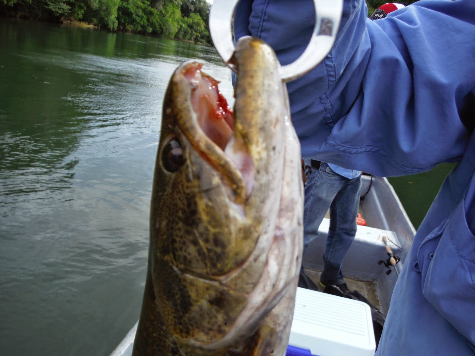 Espacio de Pesca: Pesca de Picuda, Dorada y Moncholo en el rio la miel ...