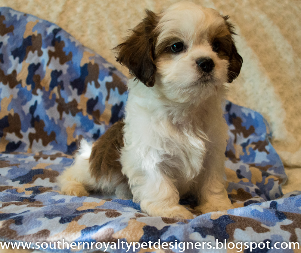 Southern Royalty Pet Designers: Cavaton Puppies 5/14/2016