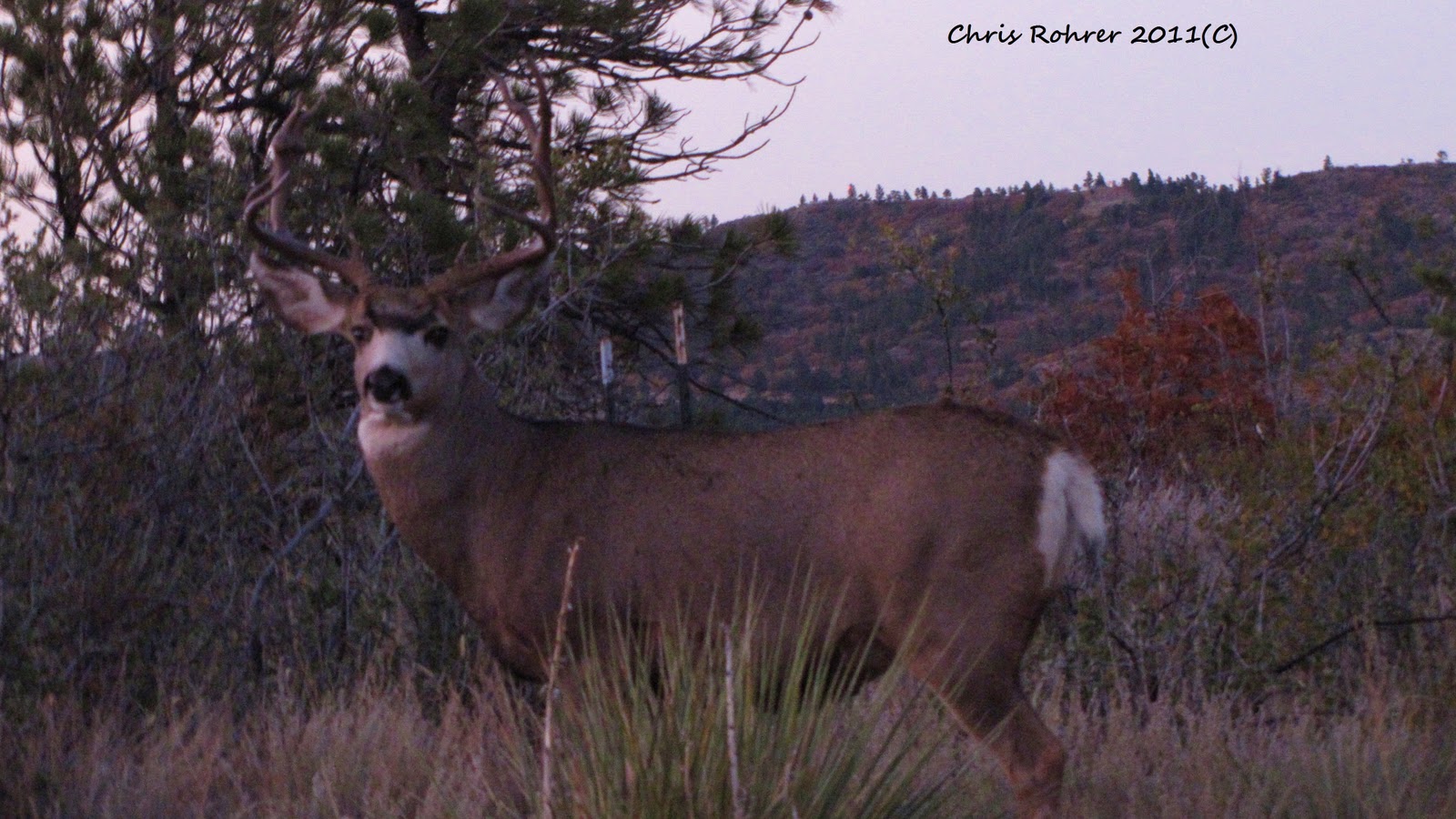Las Aventuras: Passing the Buck