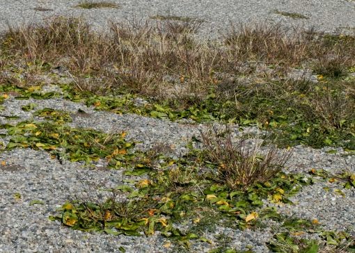 Nature Abhors a Garden: Fall Arrives