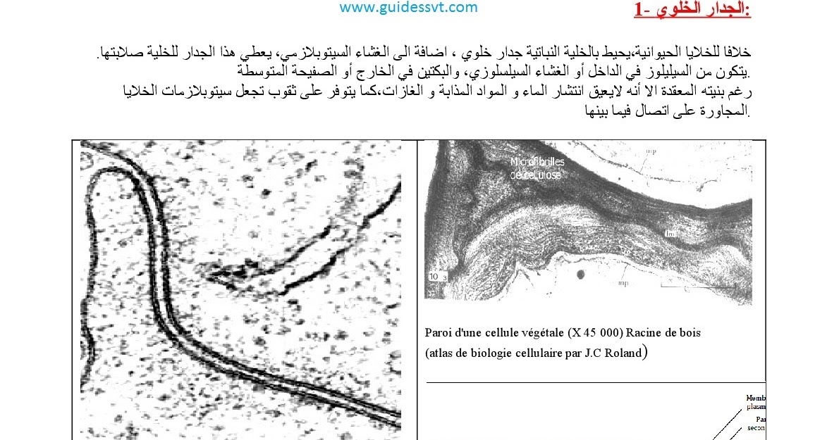 freesvt : Structure de la membrane cytoplasmique