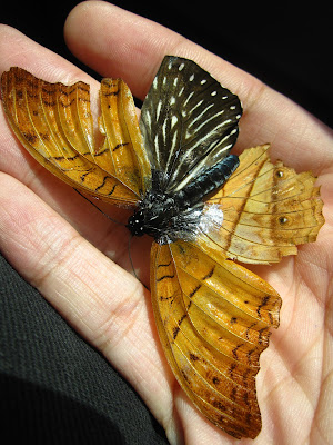 Confessions of a Lepidoterist: Butterfly E.R ~ performing a butterfly ...