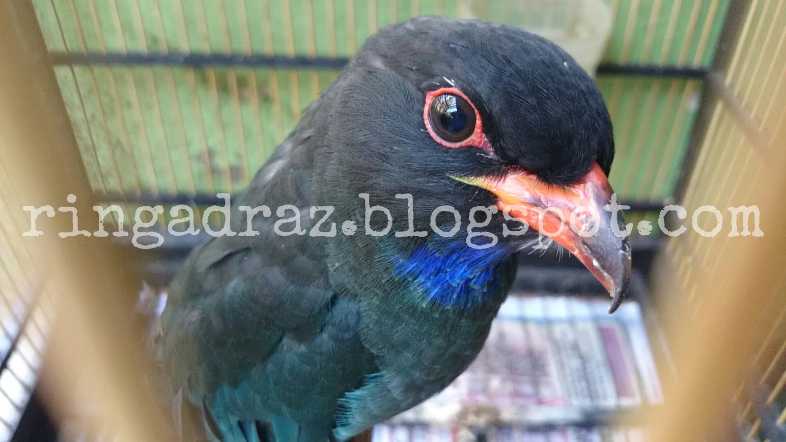 Studio Murai ADRAZ™: Tengkek Buto, Untuk Murai Batu