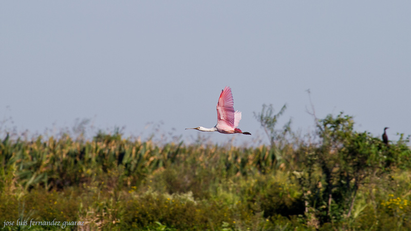 Cultura Guaraní: Garzas rosadas