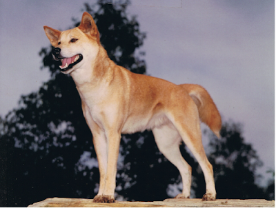 Dingo Lady: The Truth about Dingoes: 5 The Dingo’s Anatomy