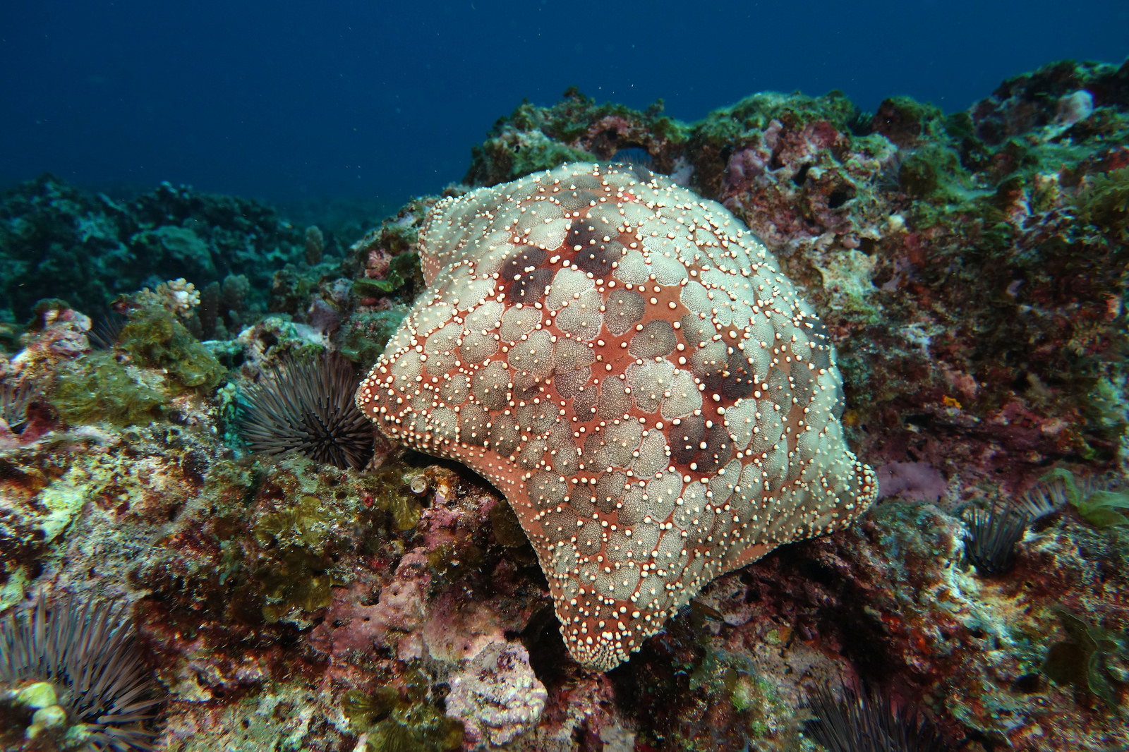 Real Monstrosities: Cushion Star