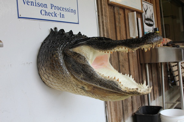 Cordray's: New - Head and Neck Alligator Mounts from Cordray's Taxidermy