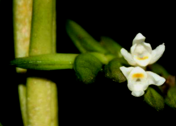 Wild orchids in sumatra: Microsaccus griffithii (E.C.Parish & Rchb.f ...
