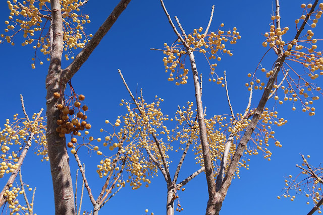 Living Rootless: El Paso: Chinaberry on a Blue Plate