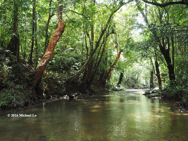 The rainforests of Borneo & Southeast Asia: Escape the tropical heat in ...