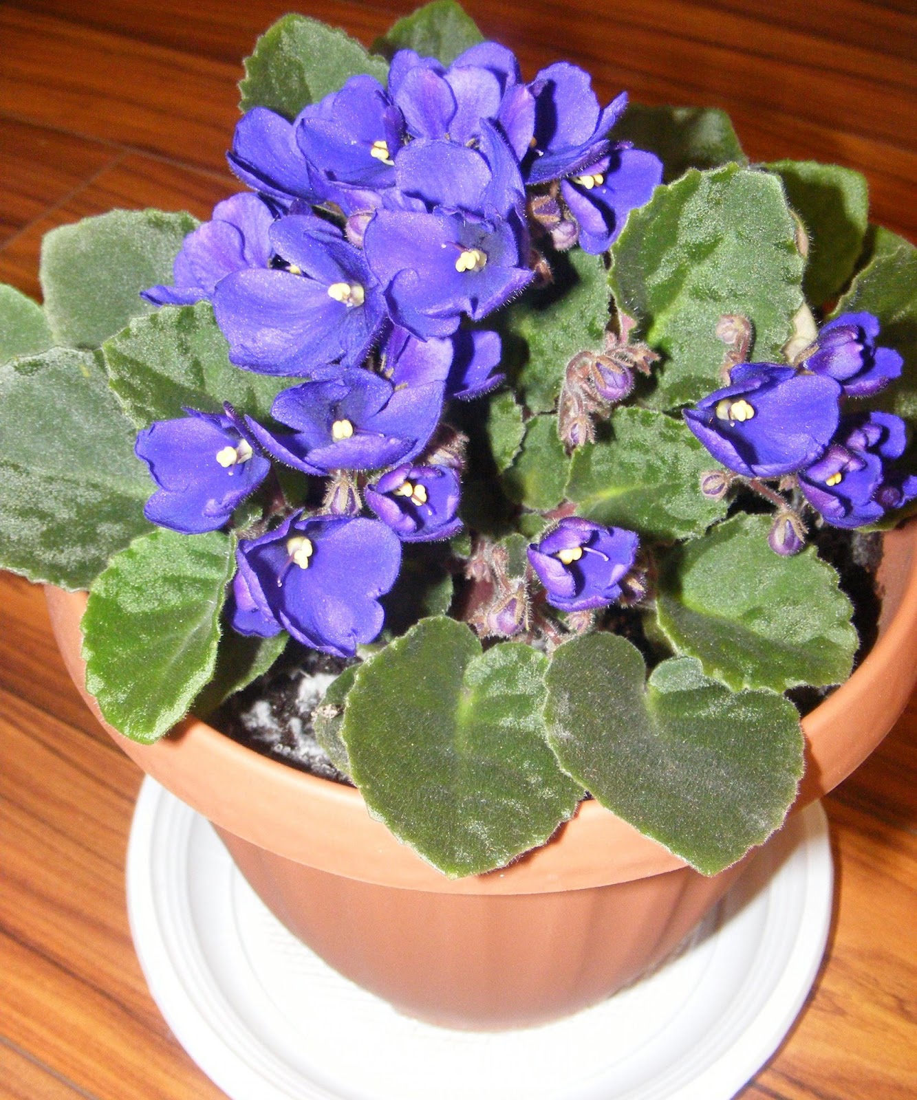 Violete de parma | Preparatedevis.ro