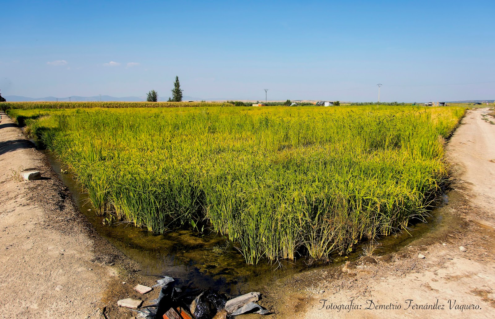 Extremadura, campos sembrados de arroz | Fotografía Demetrio Fernández