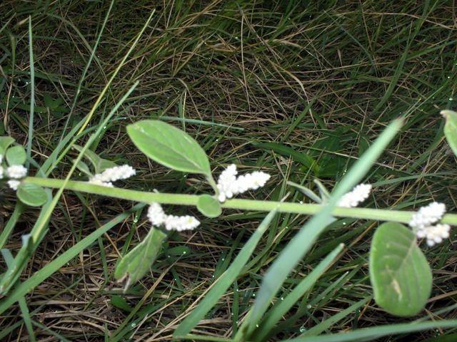 Cherula, Cherupula,Gorakhganja(hindi)(Aerva Lanata)-c-che- - KERALA FLORA