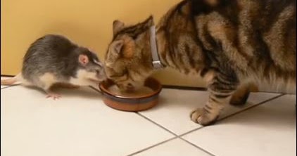 Husmeando por la red: ¿Quien dijo que el gato y la rata son enemigos ...