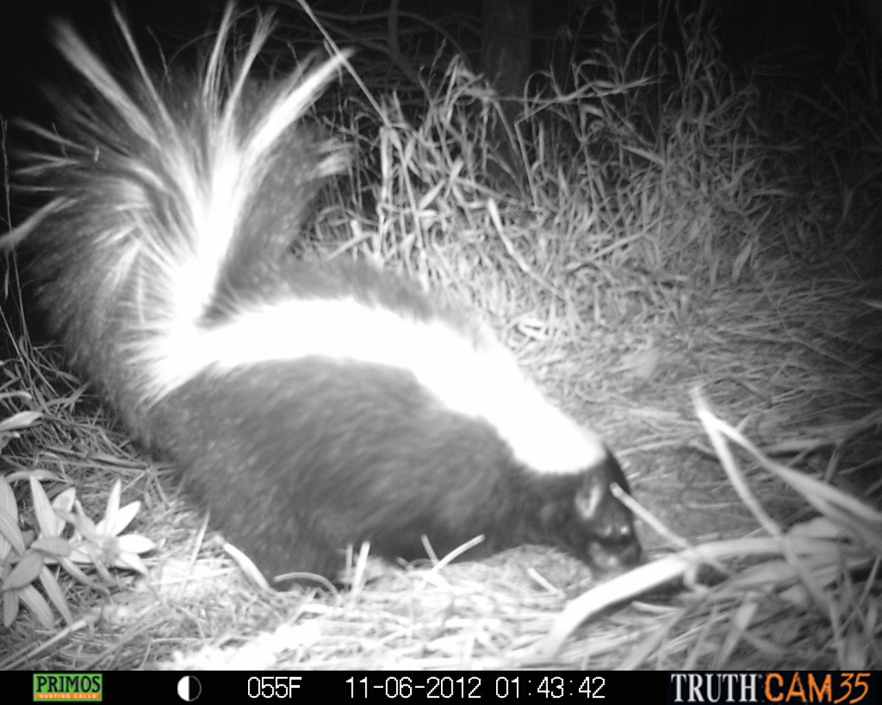 The Natural World: A Skunky Surprise and the Mimicry of the Steller's Jay