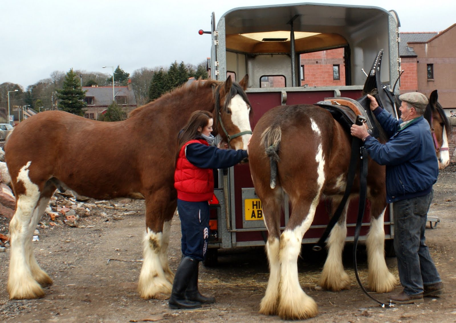 Tour Scotland: Tour Scotland Photograph Clydesdale Horse March 26th Tour Scotland: Tour Scotland Photograph Clydesdale Horse March 26th