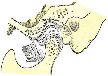 FISyOS: Articulación Temporo-Mandibular ATM. Anatomía y biomecánica.
