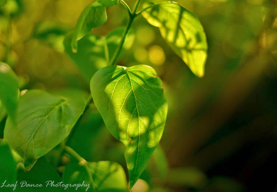 Leaf Dance Photography: Spring Leaves n' Flowers // Leaf Dance Photography