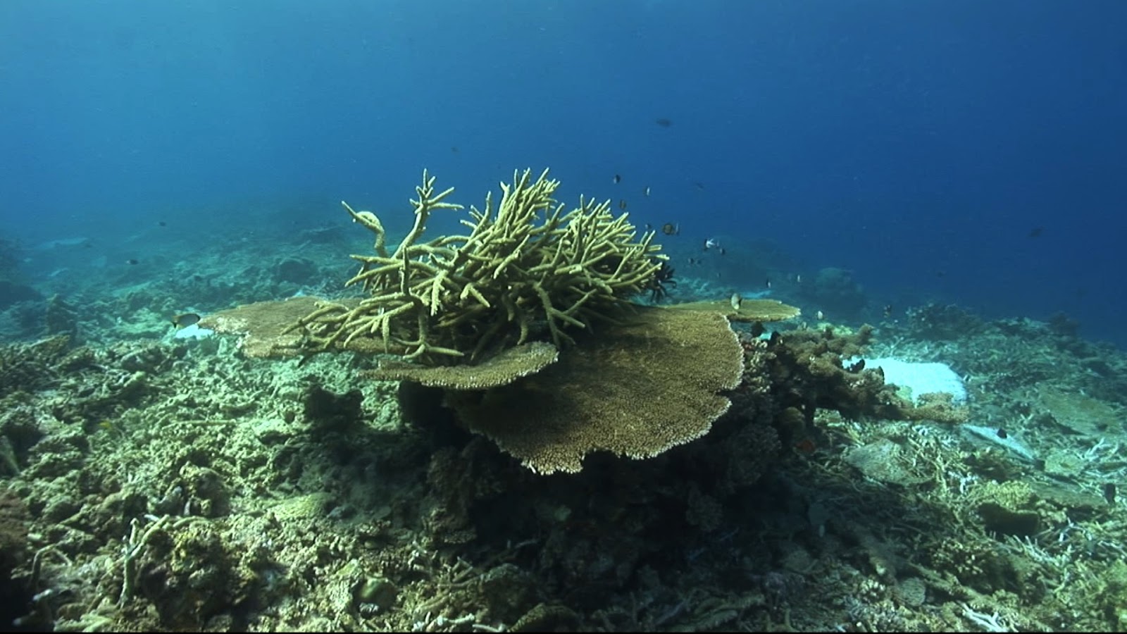 The effects of hurricanes on coral reefs