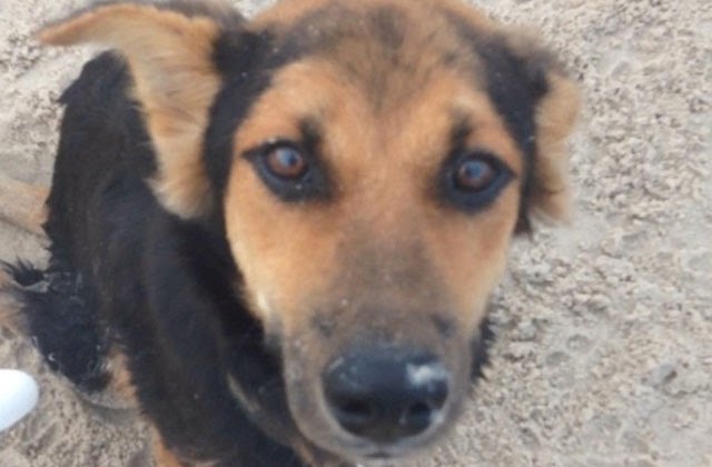 Fauna Urbana Villa María: Una modelo canadiense ayudó a un perro ...