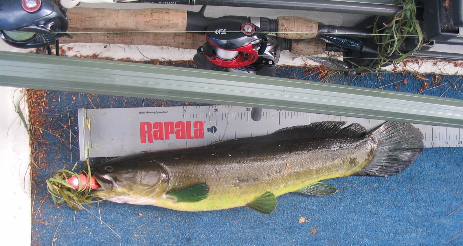 Minnesota Bowfin Club