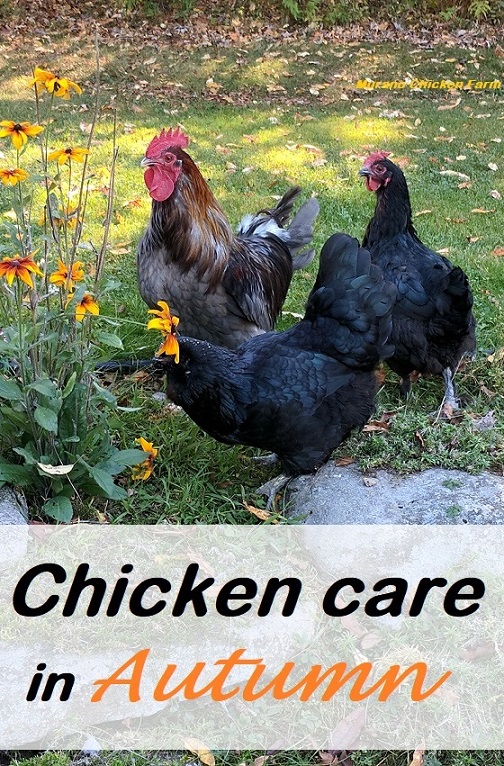 Preparing your chickens for Autumn - Murano Chicken Farm
