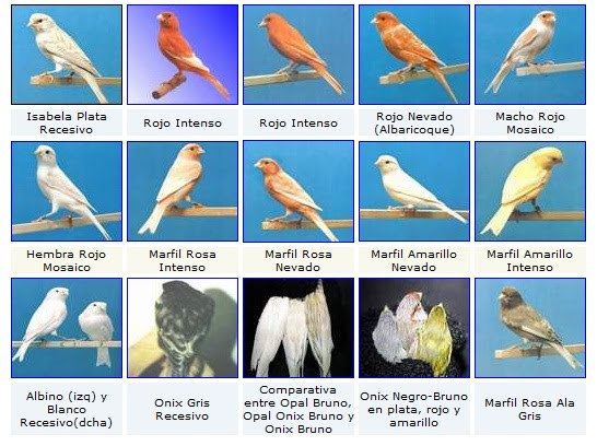 GALERI - KENARI MALANG INDONESIA