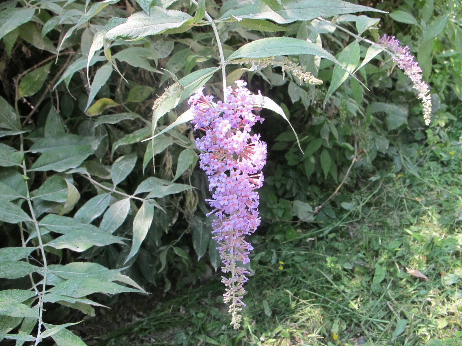 FLORA NEL SALENTO e.. anche altrove: Buddleja davidii Franch ...