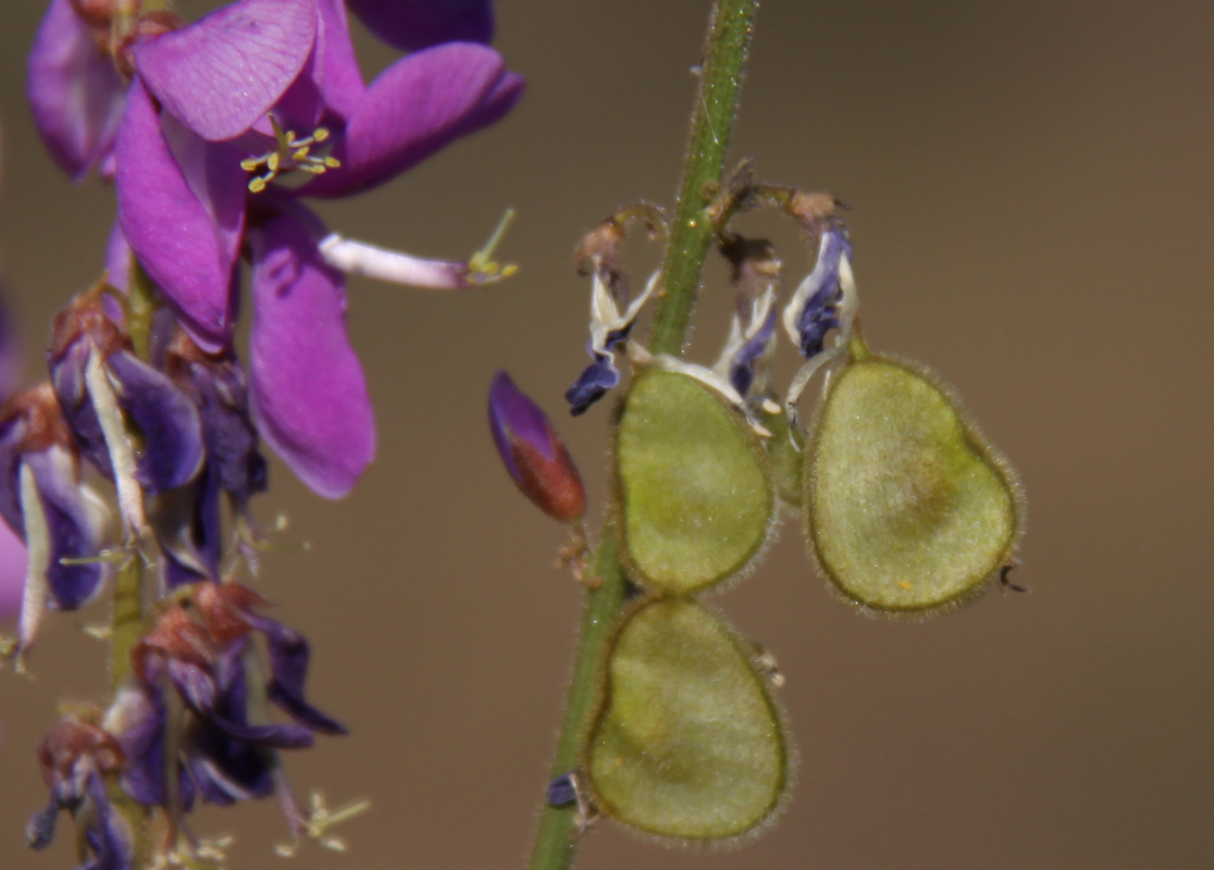 Fabaceae - Leguminosae no Brasil: Fabaceae - Desmodium platycarpum Benth.