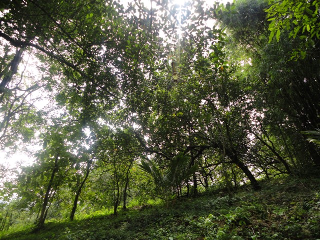 As I Explore .....: Netravali waterfall, Goa