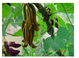 Medicinal Uses of Cowhage,"Horse-eye Bean","Gonca","Kauncha","Kavach ...