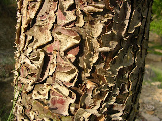 LIFE IN COLOR: Práctica: el peso visual