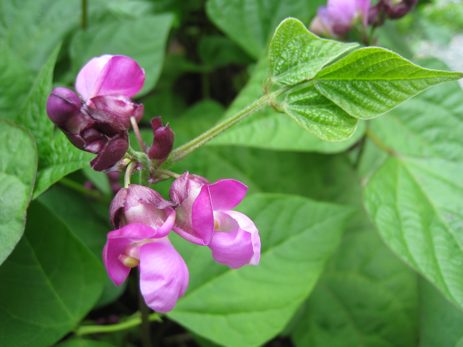 Christina's Garden: bush beans and runner beans