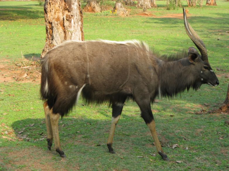 Gone To Smell the Roses: Swaziland, more animals