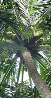 COCONUT 101: TREE OF LIFE