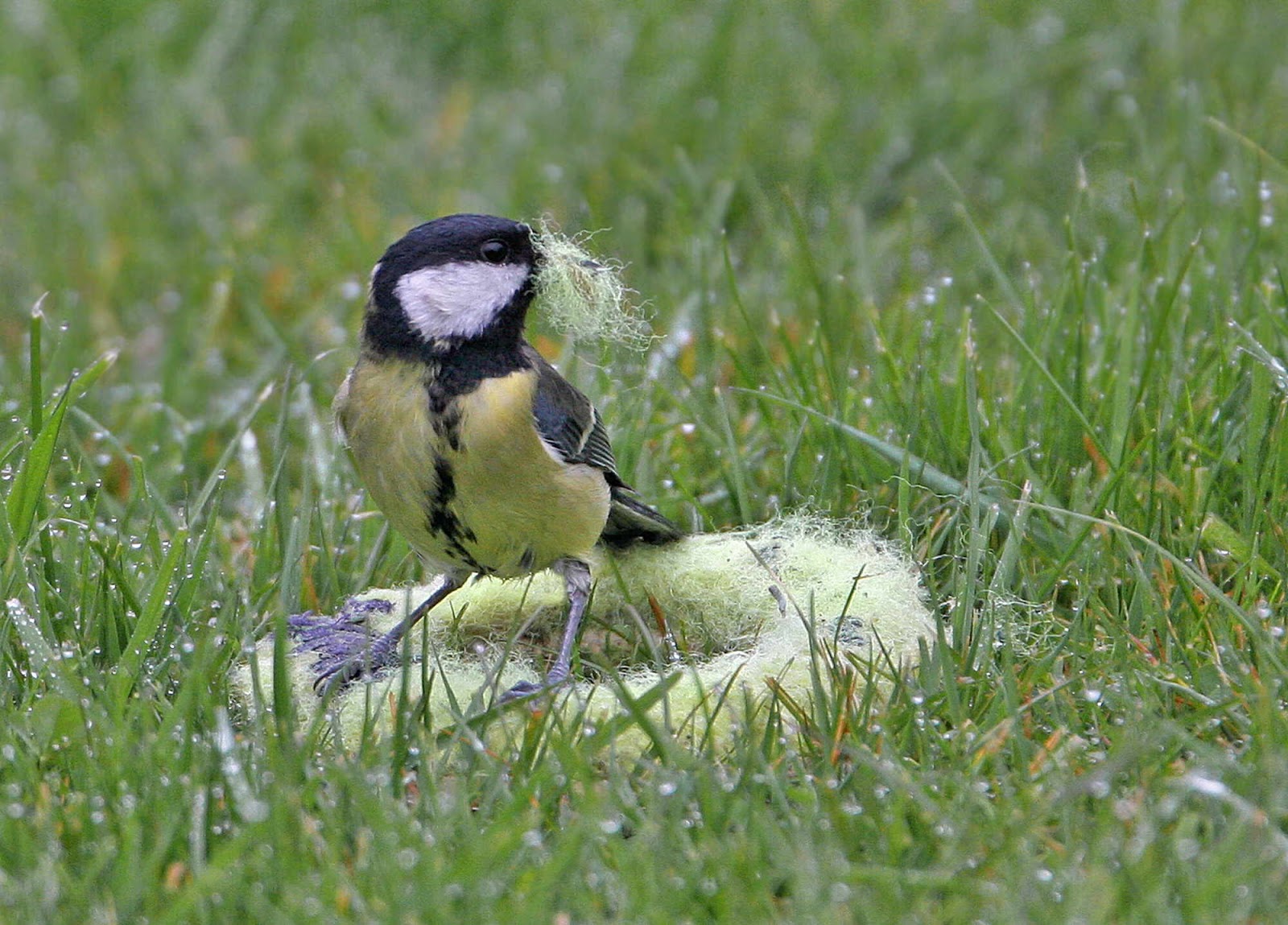 BTO Bird Ringing - 'Demog Blog': Two broods are better than one