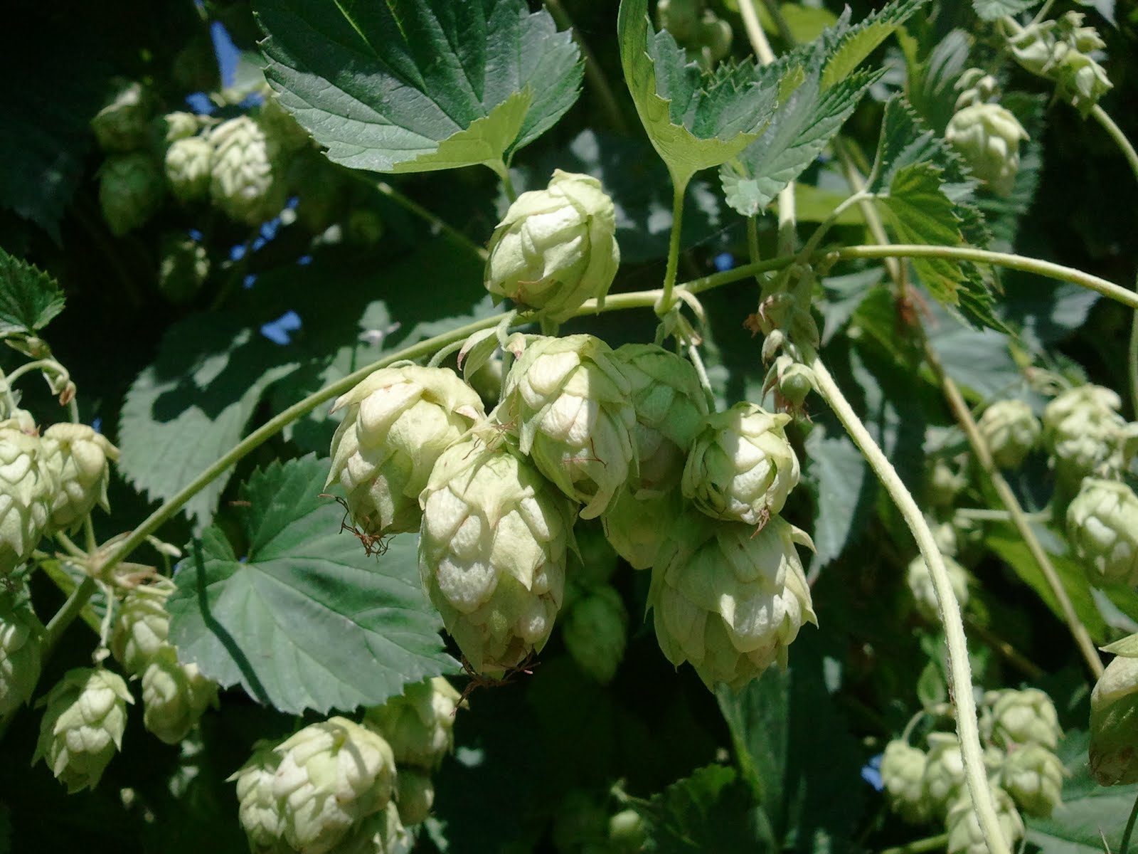 Green Parrot Brewing: Hops harvest at the Star B Ranch!