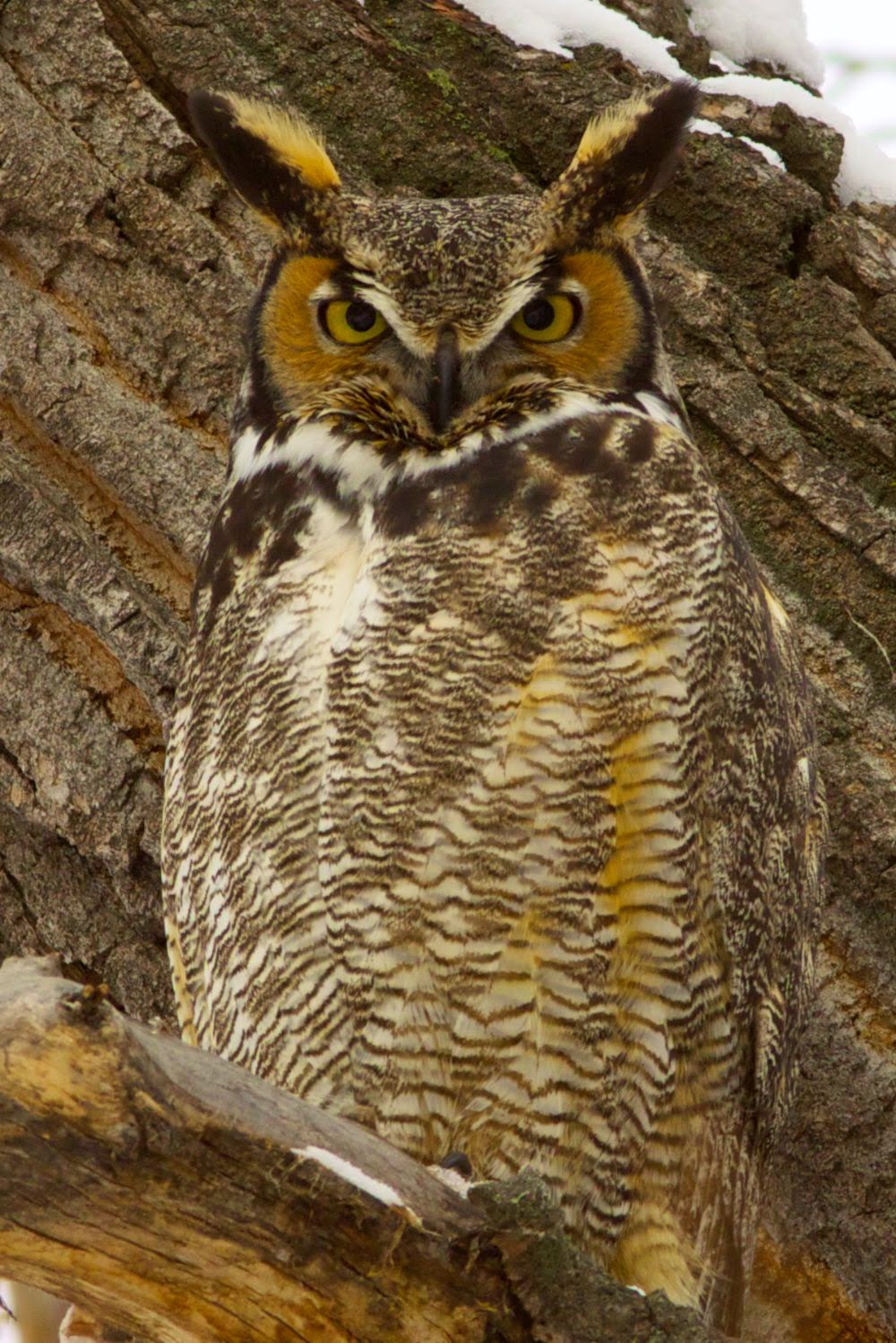 Critter Sitter's Blog: Birds - Great-Horned Owls, Raven, Red-Tailed Hawk