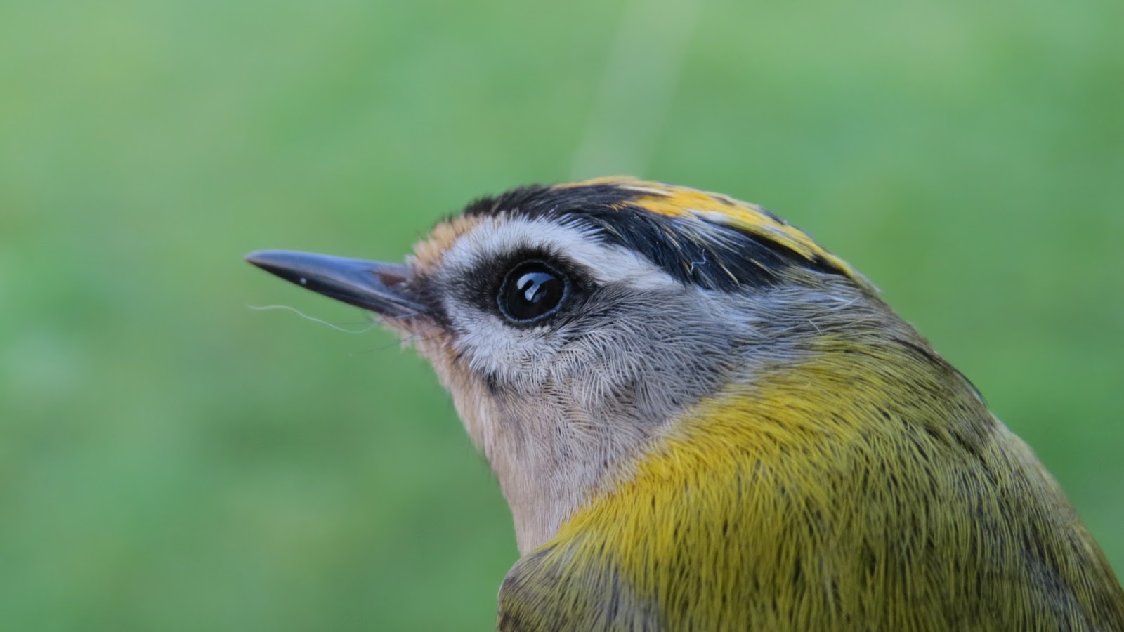 Bedsbirds Images Blog: Firecrest