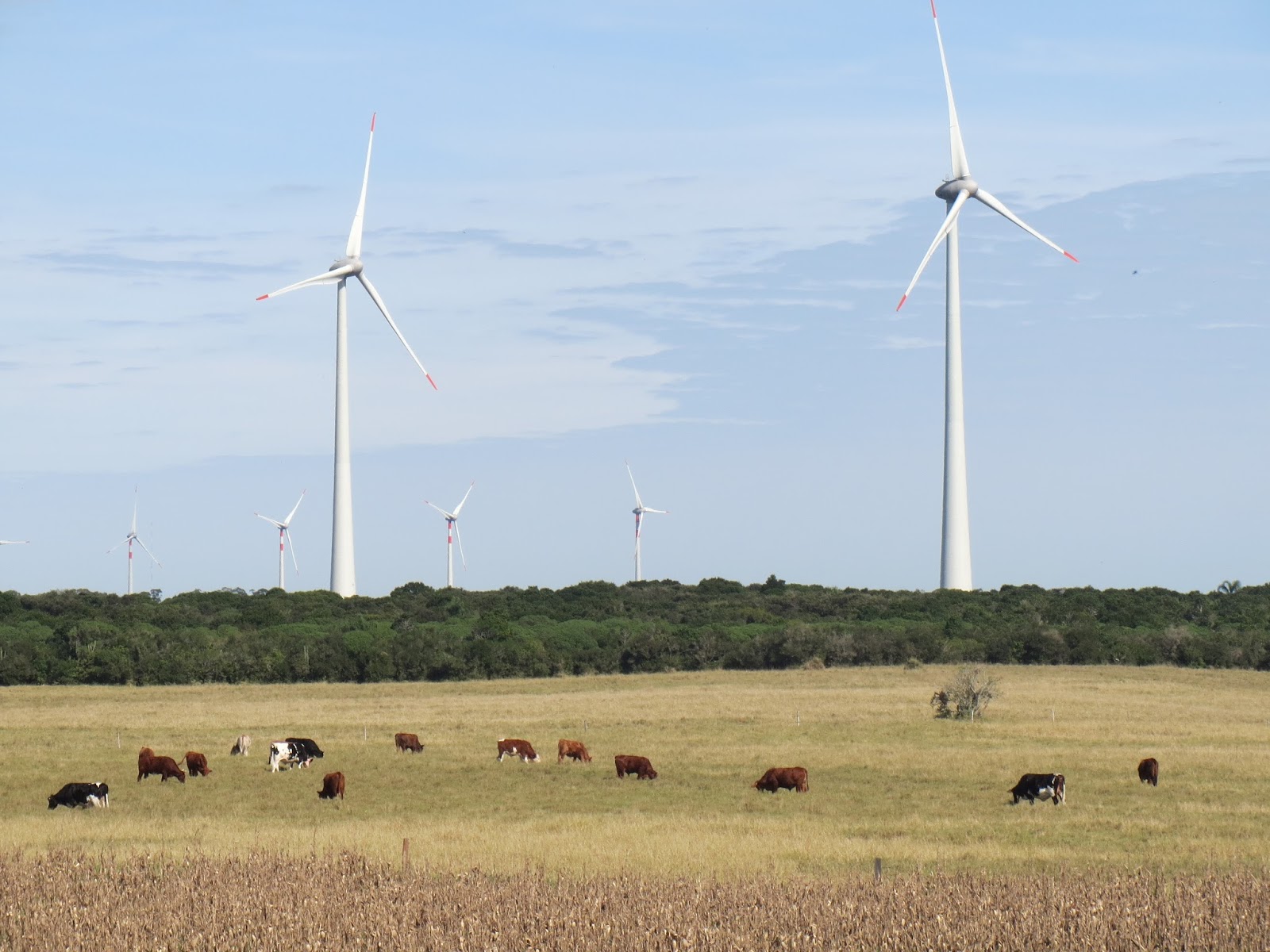 Sam's Brazilian Adventure: Wind Farm Visit