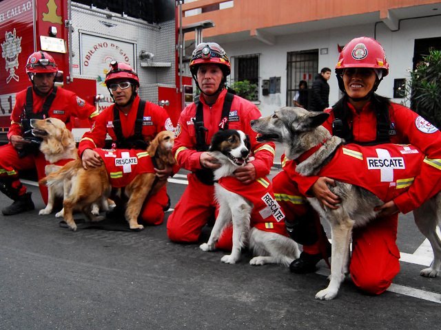 Perros Trabajadores.: PERROS BOMBEROS.