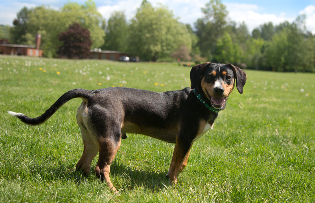 Shelter Dogs of Portland: "GENO" handsome Doxie/Beagle mix