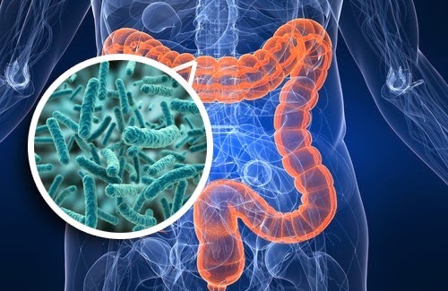 BenveNutri: Microbiota intestinal – quais fatores podem interferir na ...