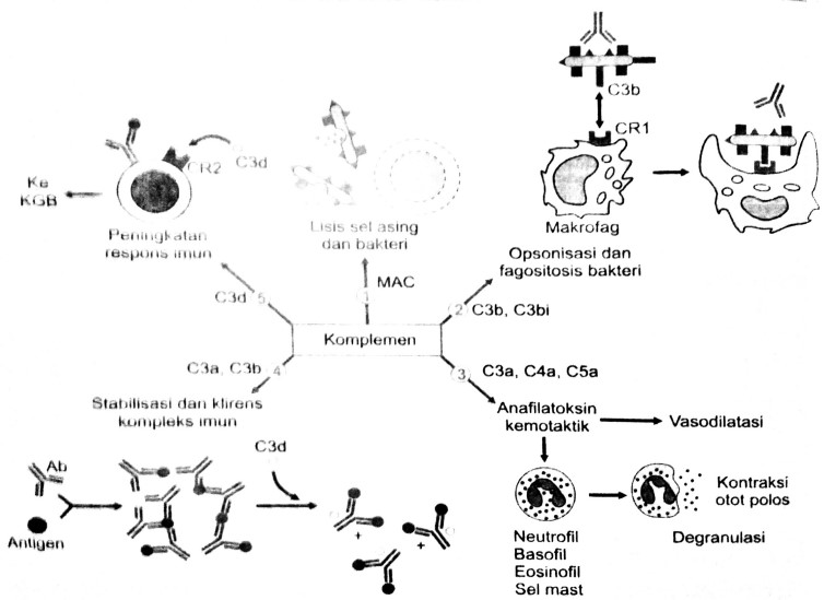 Konsultasi Dokter Keluarga: Sistem Komplemen dalam Sistem Imun