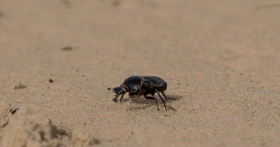 Birds of Saudi Arabia: Sacred Scarab – Ash Shargiyah Development ...