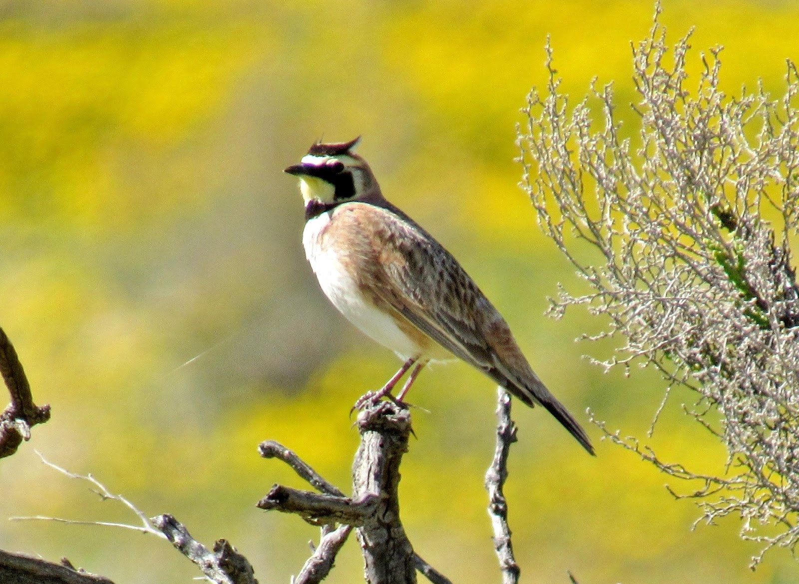 Horned Larks and California's Vanishing Prairie