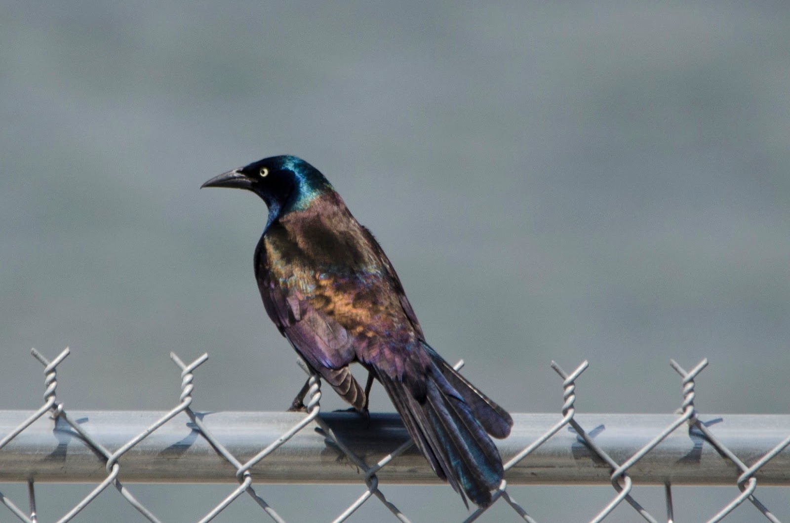 Urban Wildlife Guide: Shiny Birds