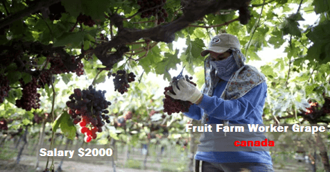 Fruit Farm Worker Vacancies in Canada