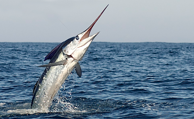 Art and Lore: Datu Mabrur dan Ikan Todak